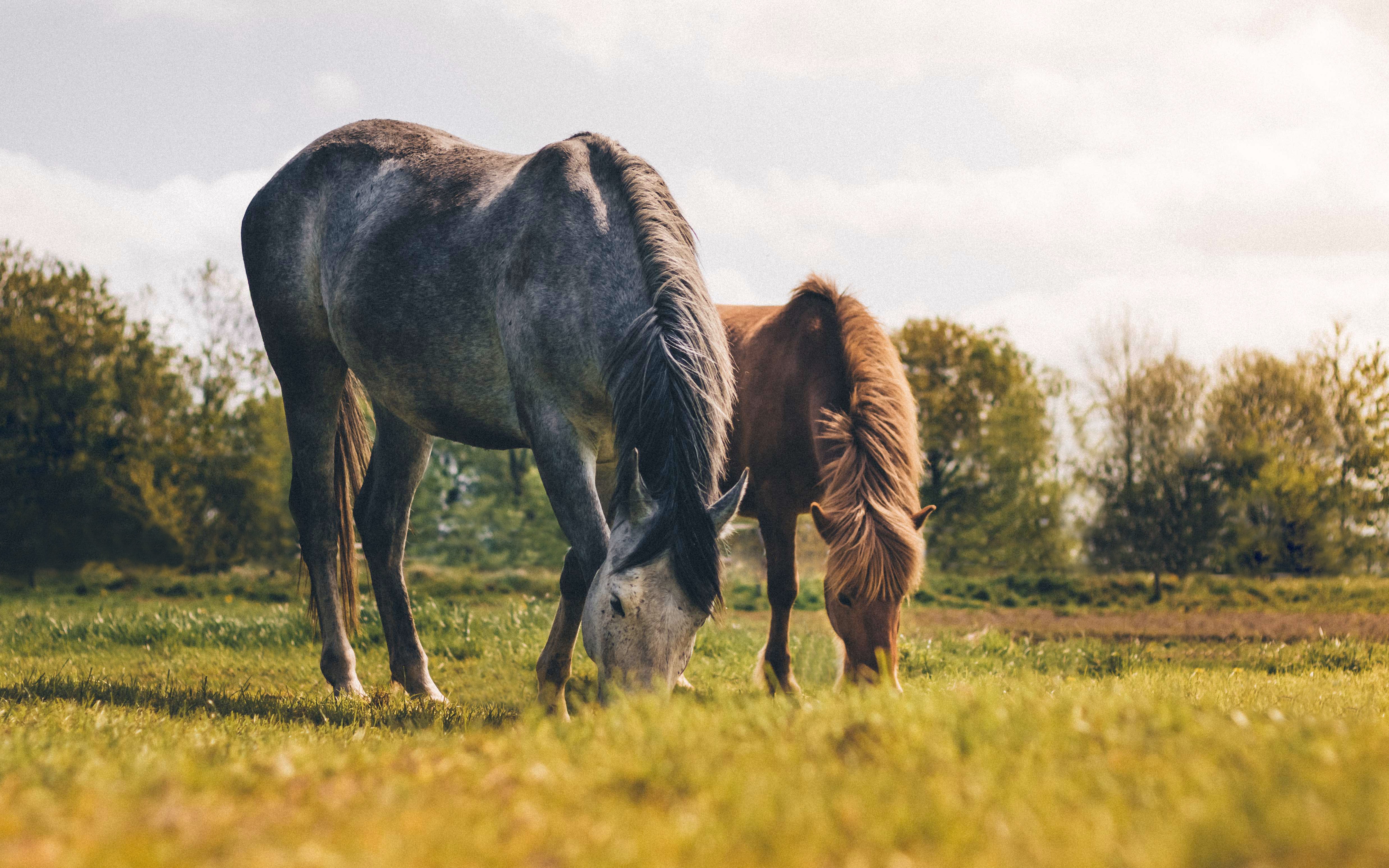 Horses Eating Grass - Saint Benedict's Monastery