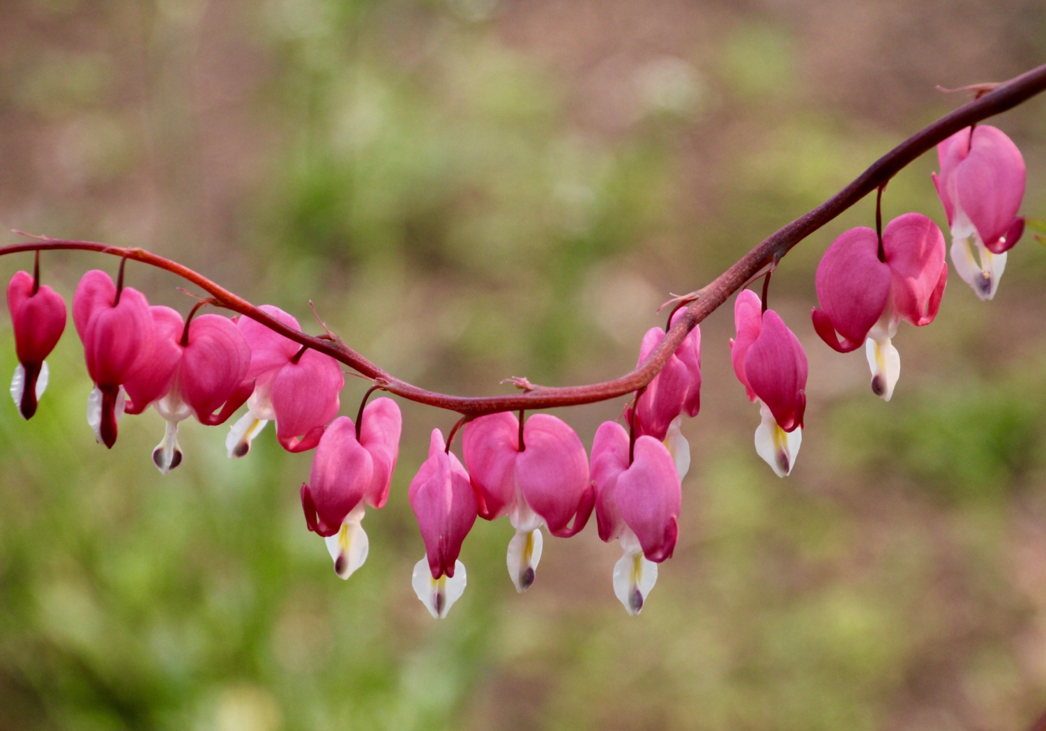 Hanging Pink Flowers - Saint Benedict's Monastery