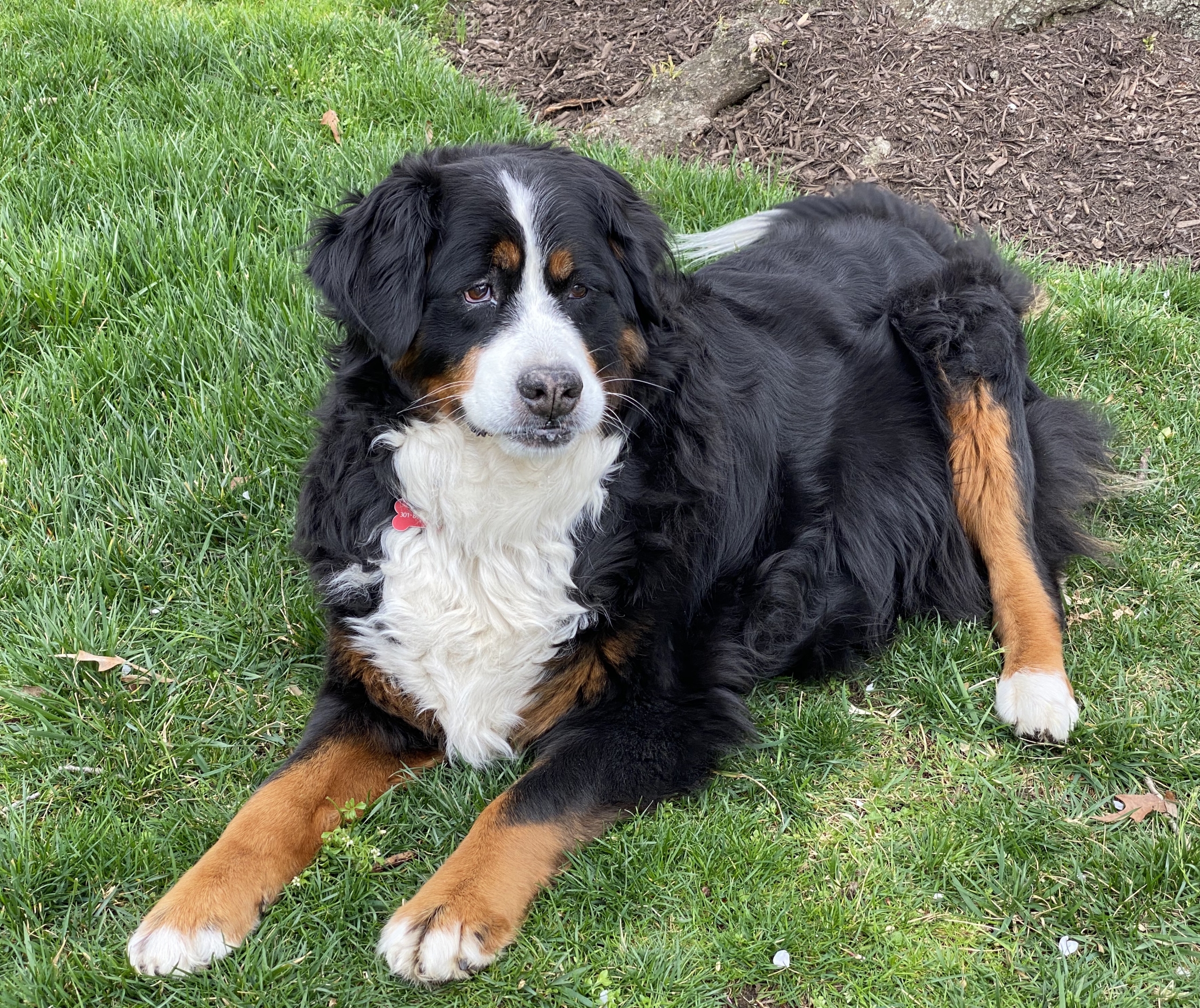 Dog - Saint Benedict's Monastery