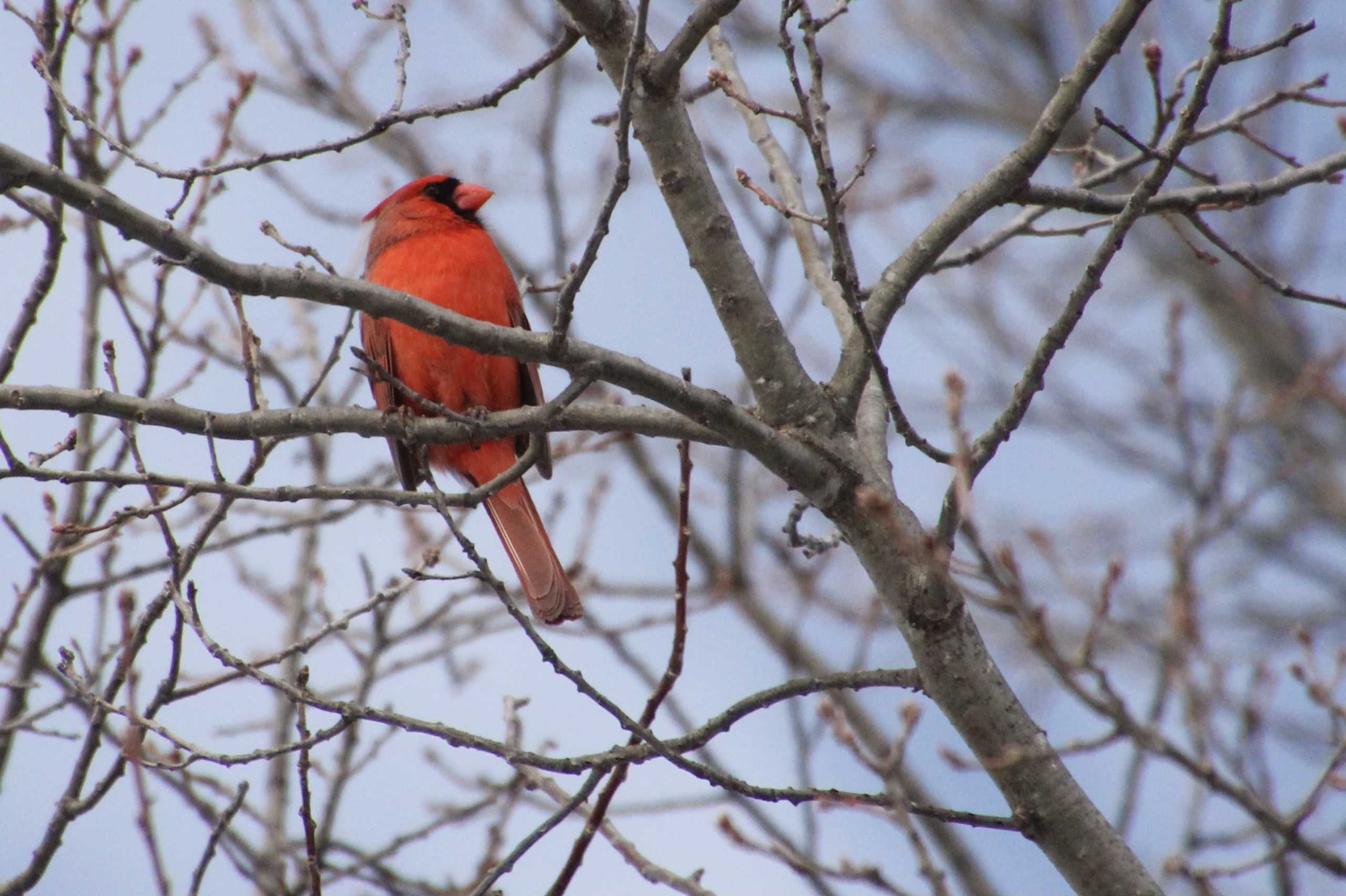 Cardinal in Tree - Saint Benedict's Monastery